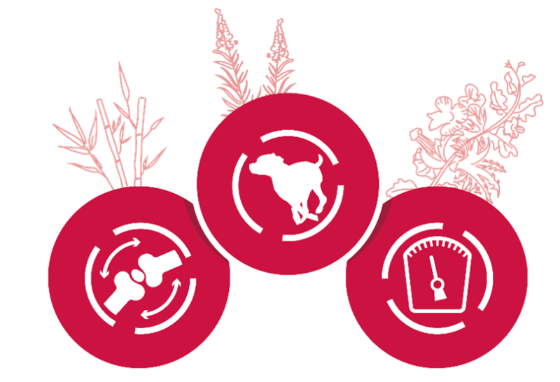 Protect Osteo Canino – Pronutririon